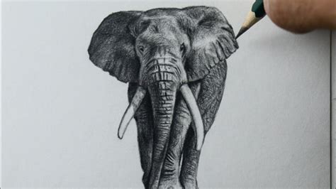 Como Desenhar Um Elefante De Costas Librain