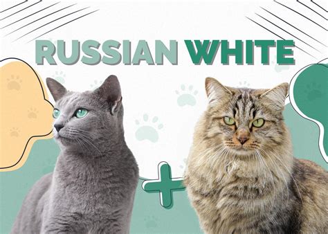 Russian White Russian Black Russian Tabby Breed Info Pictures