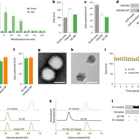 A Modular Approach To Enhancing Cell Membrane Coated Nanoparticle
