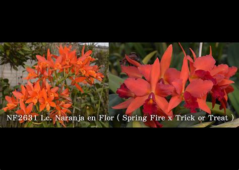 Lc Naranja En Flor Spring Fires Lenette X Trick Or Treat Orange