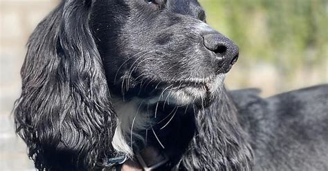Posing Teddy The Spaniel Album On Imgur