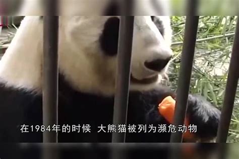 世上唯一不属于中国的大熊猫，永远都回不到祖国了，网友：好心疼大熊猫祖国中国