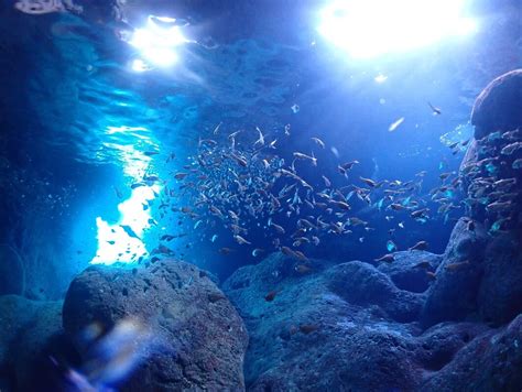 ポイントから選ぶ 公式宮古島青の洞窟体験ダイビングウミガメシュノーケルおすすめ専門店エコガイドカフェ