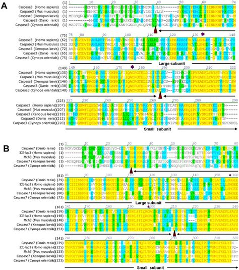 The Protein Alignment Was Performed Using Vector Nti10 Invitrogen Download Scientific Diagram