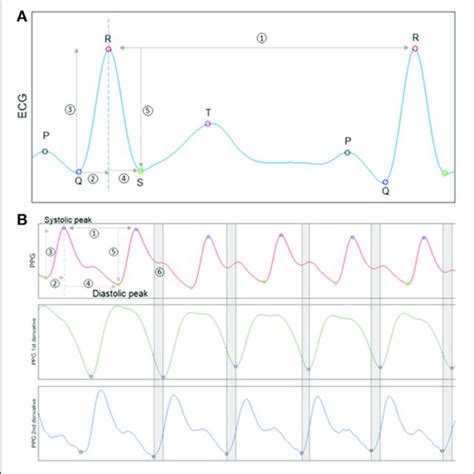 Waveform Feature Analysis For Ecg And Ppg A An Exemplary Ecg