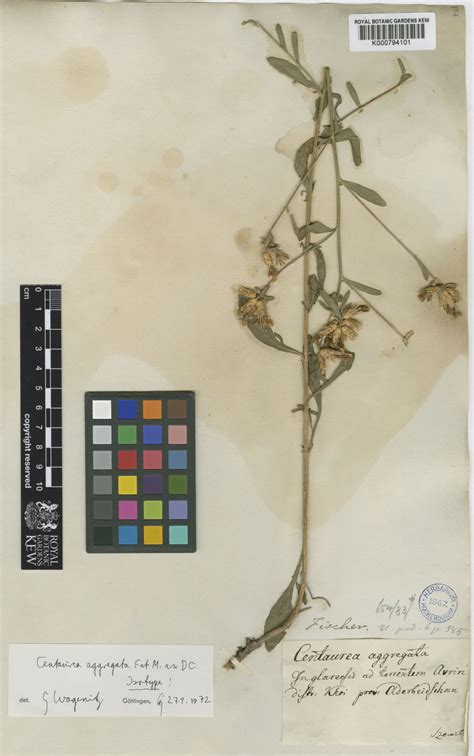 Centaurea Aggregata Fisch And C A Mey Ex Dc Plants Of The World