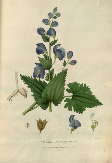 Aconitum Heterophyllum Images Useful Tropical Plants