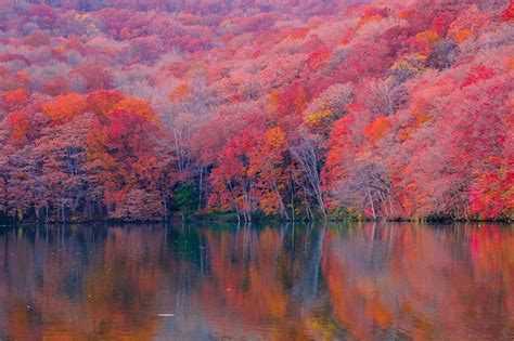 100000 Free Forest And Nature Images Pixabay
