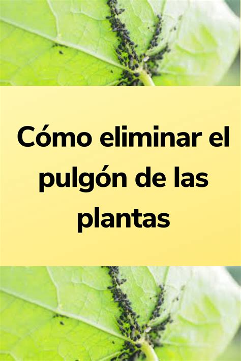 Cómo eliminar el pulgón de las plantas Pulgon Plantas Informacion