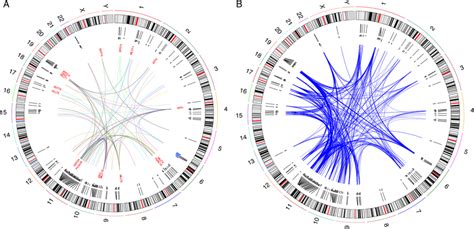 The Proximity Maps Between Crgs And Kmt2a Fusion Partners A Circos Download Scientific Diagram