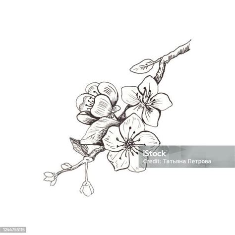 벚꽃 스케치 스타일로 손으로 그린 일러스트레이션 흰색에 격리 프리 핸드 사쿠라 윤곽 나무 브런치에 봄 꽃입니다 그리기에 대한 스톡 벡터 아트 및 기타 이미지 Istock