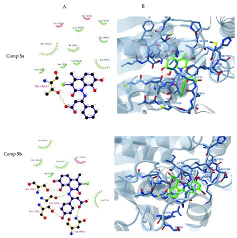 Interaction Of Docked Compounds 5a And 5b Inside The Binding Site Of