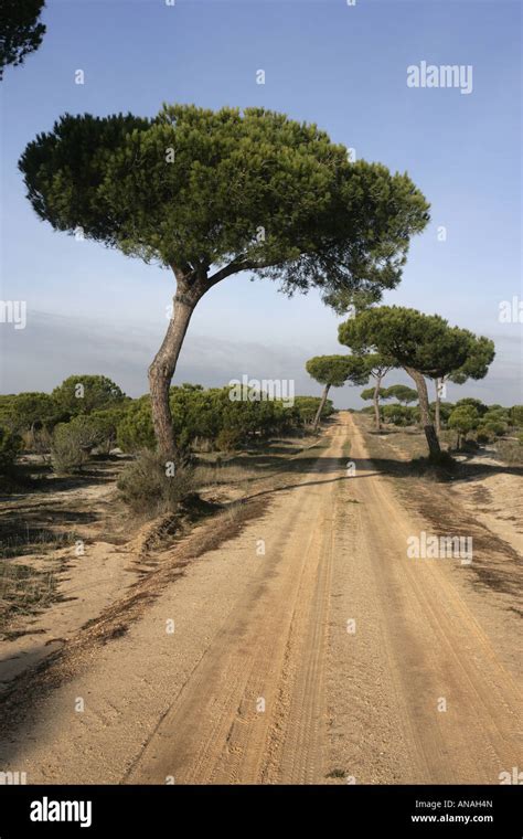 Coto Donona National Park West Andalucia Spain Stone Pine Pinus Pinea