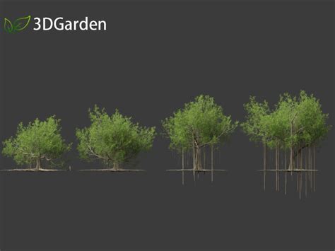 Ficus Macrophylla Moreton Bay Fig 3d Model 3dgardenplants