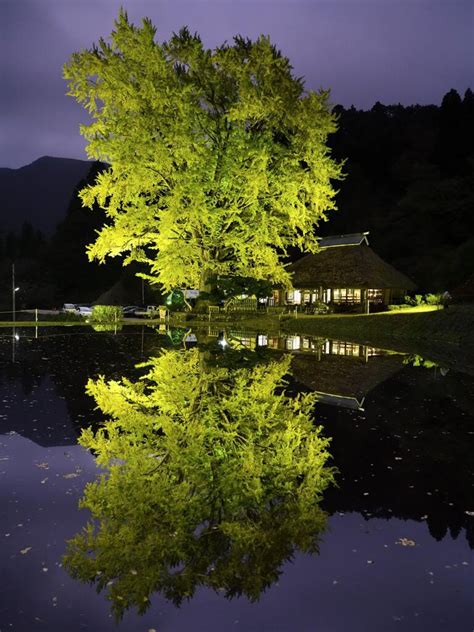 金言寺 大イチョウ by ピョン様 ID9099861 写真共有サイト PHOTOHITO