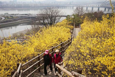 [핫 클립] 개나리·진달래 아름다운 서울길 5