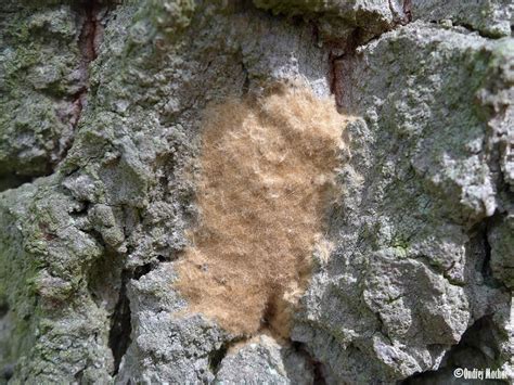 Lymantria Dispar Bekyně Velkohlavá Lymantriidae Bekyňovití