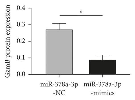 Verification Of The Targeted Association Of Mir 378a 3p With Gzmb A