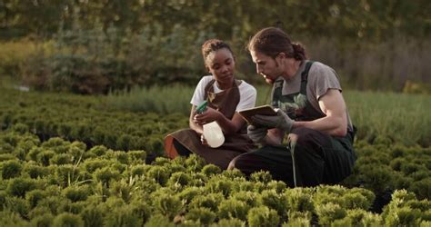 Diverse Farmers With Tablet Fertilizing Plants 54133137 Stock Video At Vecteezy