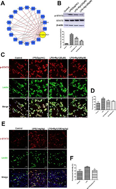 Rg1 Inhibits The Phosphorylation Of Stat3 Induced By Lps In Bv 2