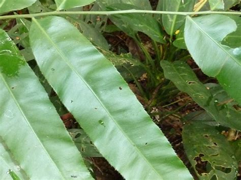 Class Polypodiopsida The Total Vascular Flora Of Singapore Online Page 2