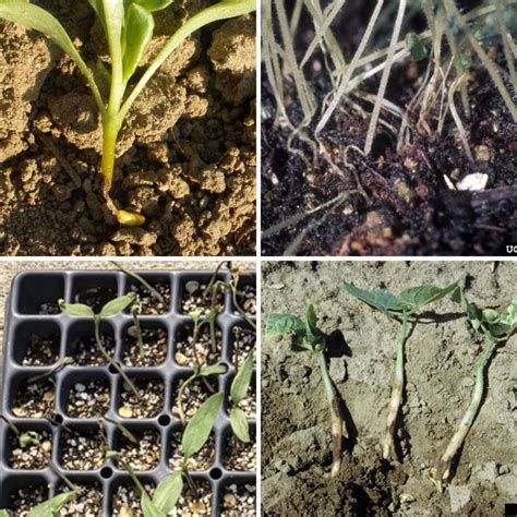 Damping Off Disease In Plants What It Is And How To Prevent It