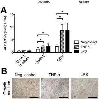 Expression Of Osteogenic Markers By MSC Treated With Proinflammatory