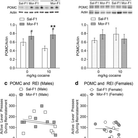 β Endorphin Levels In The Nucleus Accumbens Of Male And Female F1