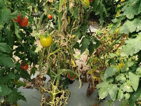Fusarium Wilt Of Tomato Organic Treatment And Control Novobac