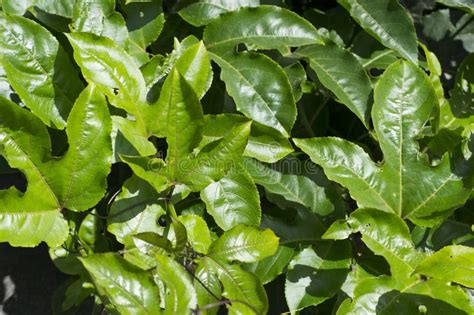 Leaves And Stem With Tendrils Of The Passion Fruit Plant Passiflora