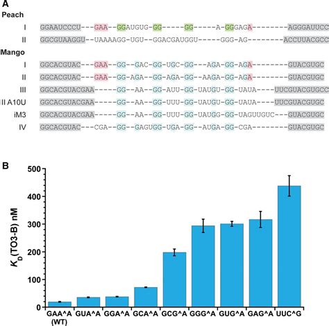 Rna Peach And Mango Orthogonal Two Color Fluorogenic Aptamers