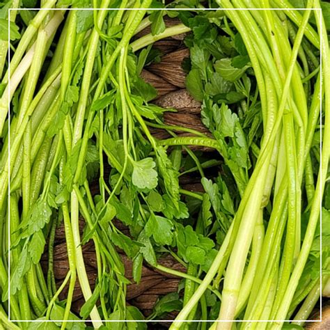 미나리 효능 부작용 10가지