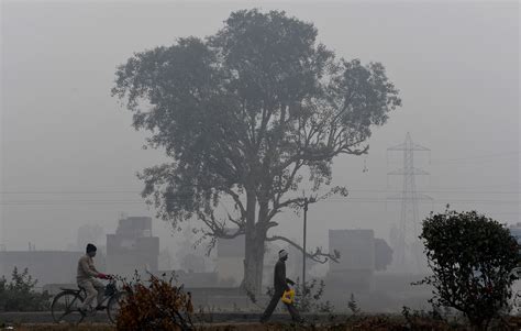 Do Trees Around Factories Help Curb Air Pollution