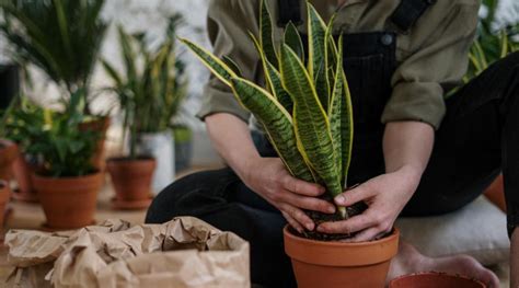 Як доглядати за кімнатними рослинами навесні поради Новости Section Ukr Net