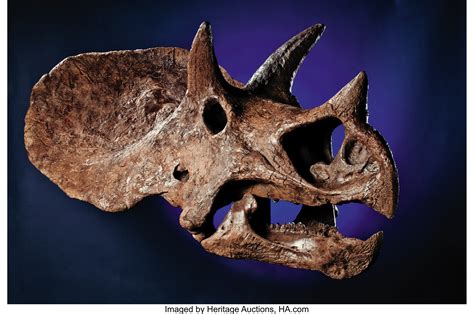 An Exceptional Dinosaur Skull Dinosauria Cretaceous Lot 41323