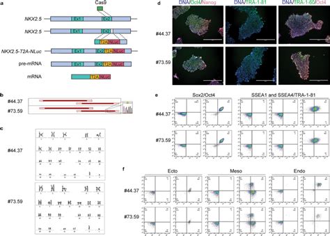 Genetic Engineering And Validation Of Cell Lines A Schematic Download Scientific Diagram