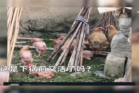 天气太热家养的4只鸡全热秃网友第一次见一毛不拔可直接下锅 全热 网友 家养