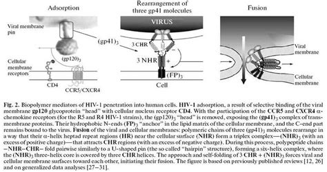 Biopolymer Mediators Of Hiv 1 Penetration Into Human Cells Download