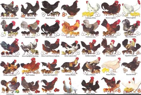 Standard Breeds Chart2 Chicken Breeds Fancy Chickens Laying Chickens