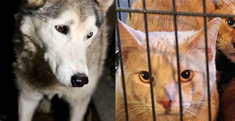 Gander Spca Has Dogless Christmas But Many Cats Still Available Cbc News