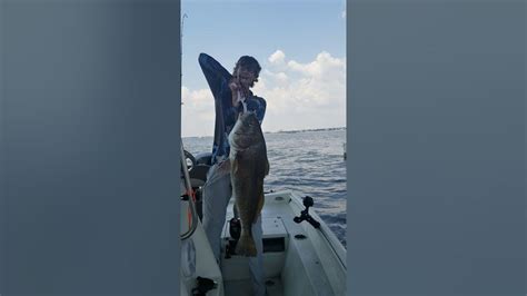 My Son Catches His First Big Black Drum Youtube