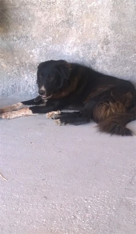 Ελληνικος Ποιμενικος