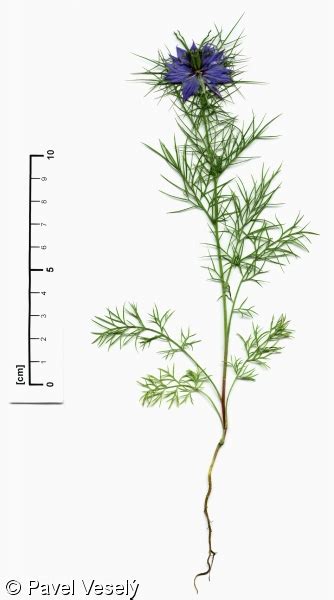 Nigella damascena – černucha damašská • Pladias: Databáze české flóry a ...
