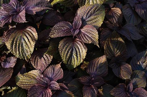Shiso Le 5 Proprietà Del Basilico Giapponese Greenstyle