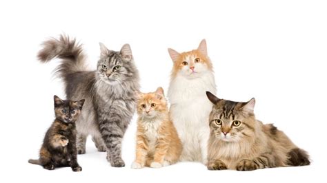 El lenguaje corporal de los gatos cómo se comunican Veterinaria