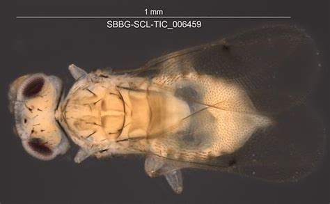 Hymenoptera BugGuide Net