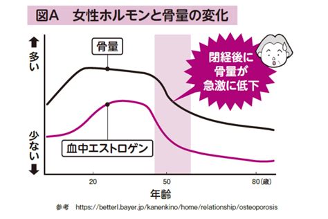 骨粗鬆症ってどうして女性がなりやすいの？女性ホルモンと骨量の変化に関係があった！？【図解 老化の話】 ラブすぽ