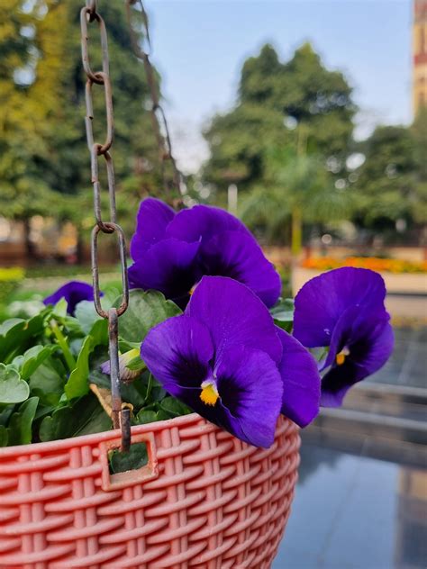 Bunga Yang Berbeda Unik Foto Gratis Di Pixabay Pixabay