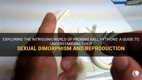 Exploring The Intriguing World Of Probing Ball Pythons A Guide To