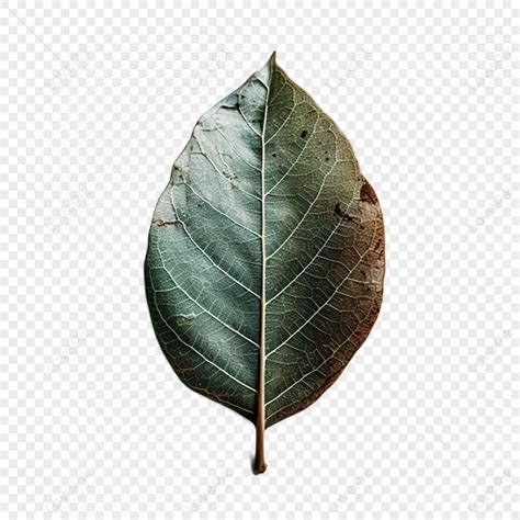 Leaves Dark Green True Seductive Decoration Greenery Png Image Free